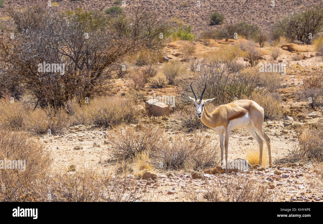 A female springbok feeding in the Augrabies Falls National Park Stock ...