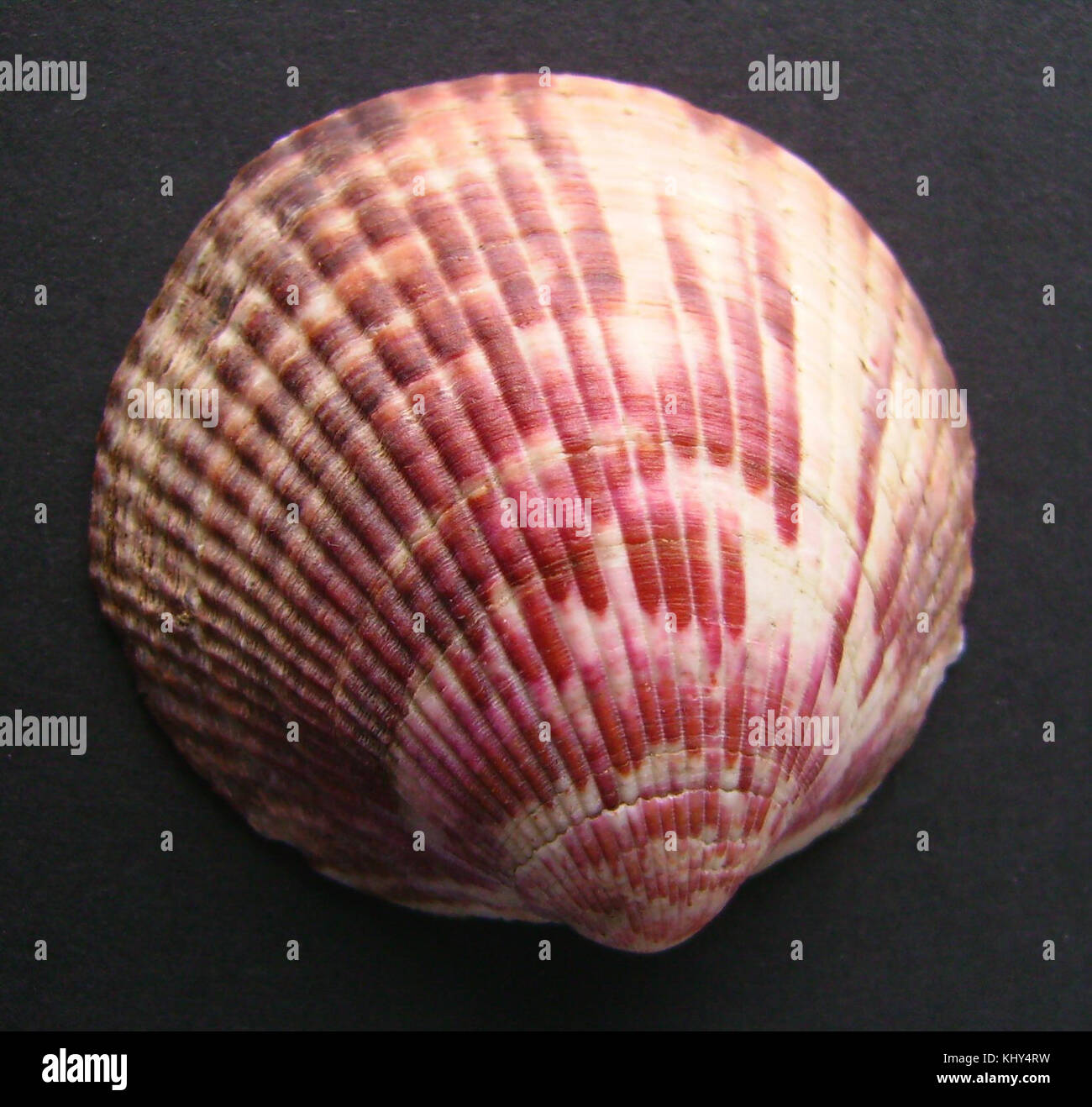 Tucetona laticostata 2 Stock Photo - Alamy