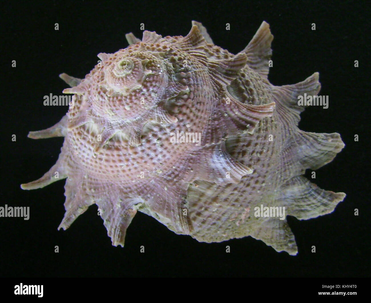 Astraea heliotropium hi-res stock photography and images - Alamy