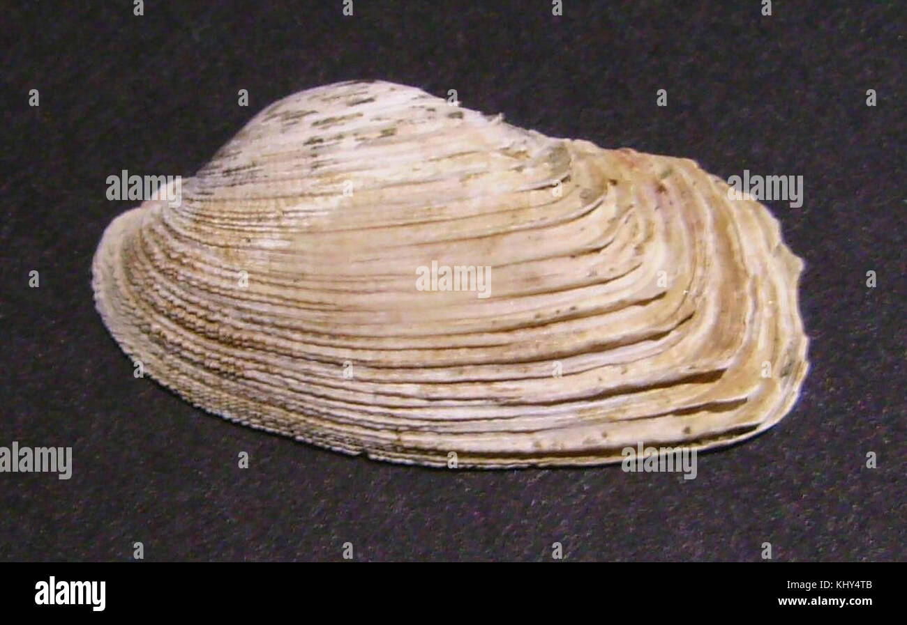 Irus hi-res stock photography and images - Alamy