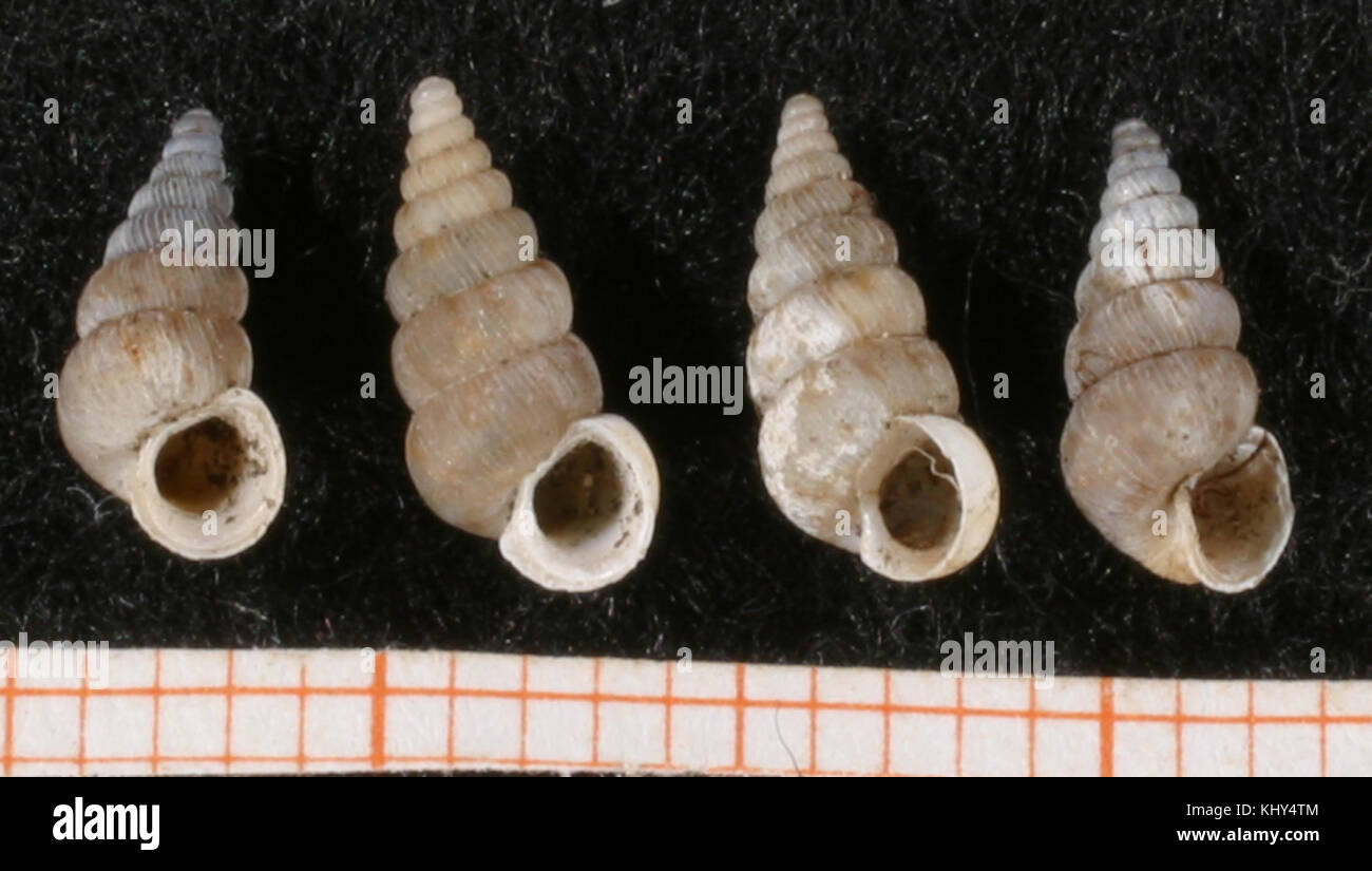 Cochlostoma hi-res stock photography and images - Alamy