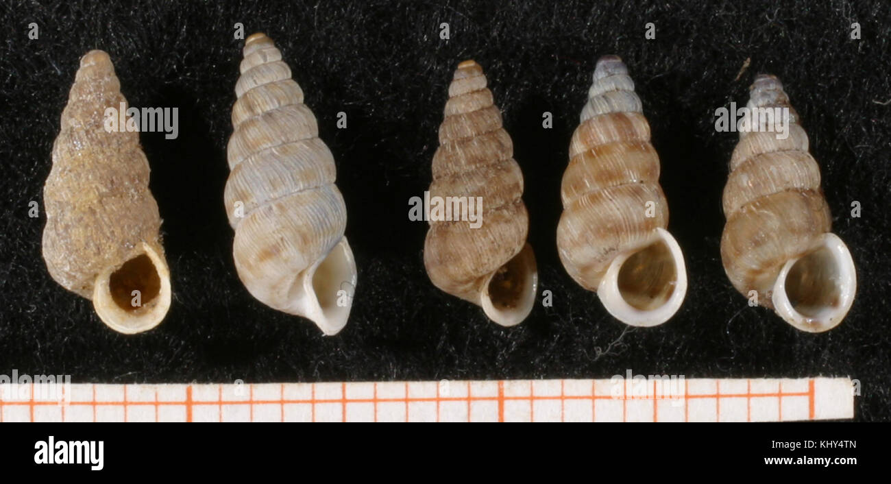 Cochlostoma hi-res stock photography and images - Alamy