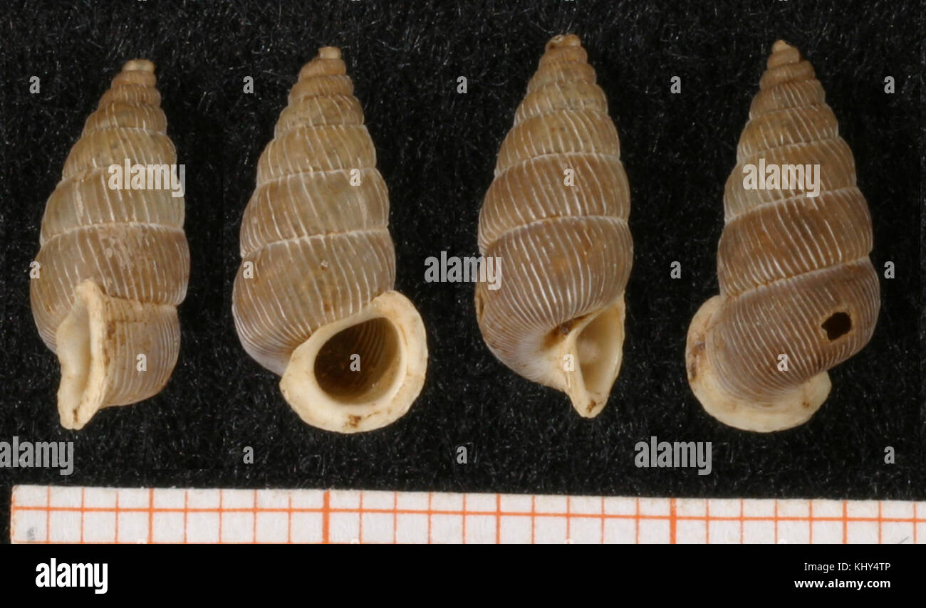 Cochlostoma hi-res stock photography and images - Alamy