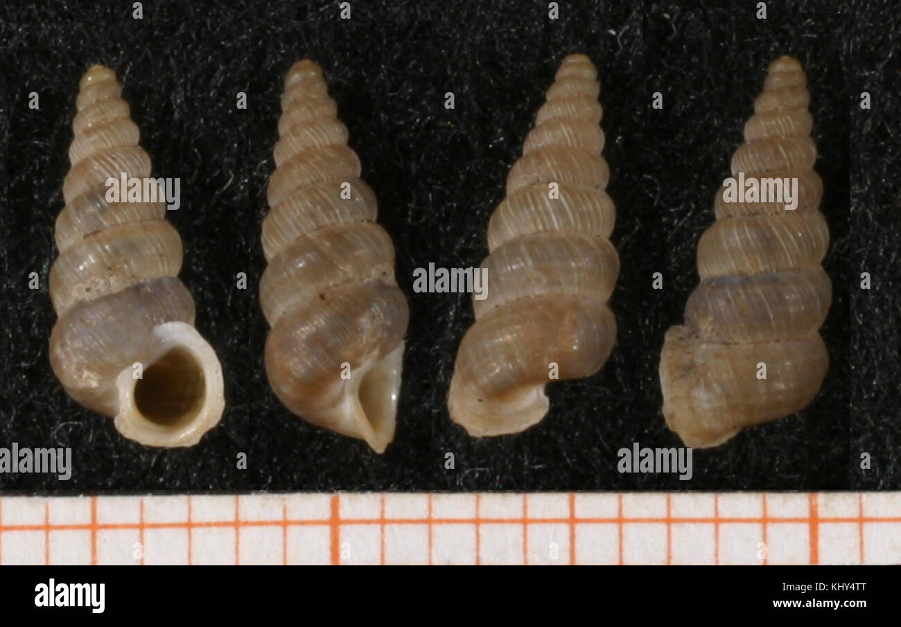 Cochlostoma hi-res stock photography and images - Alamy