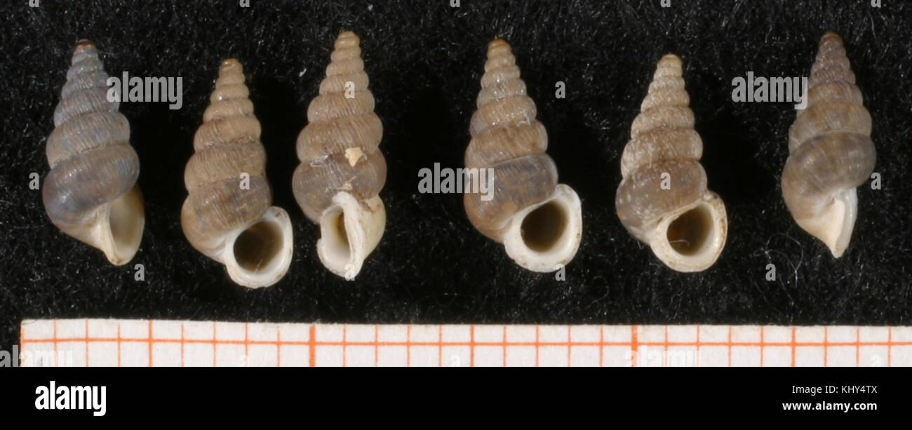 Cochlostoma hi-res stock photography and images - Alamy