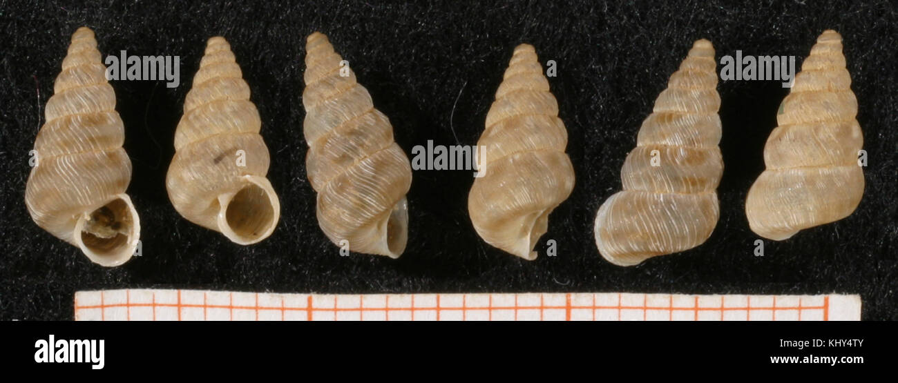 Trochidae hi-res stock photography and images - Alamy