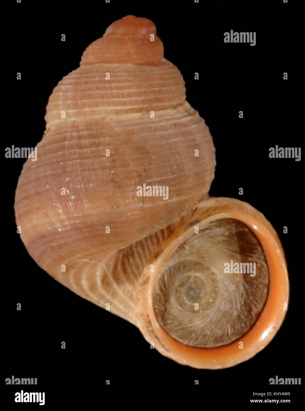 Tudorella sulcata shell Stock Photo - Alamy
