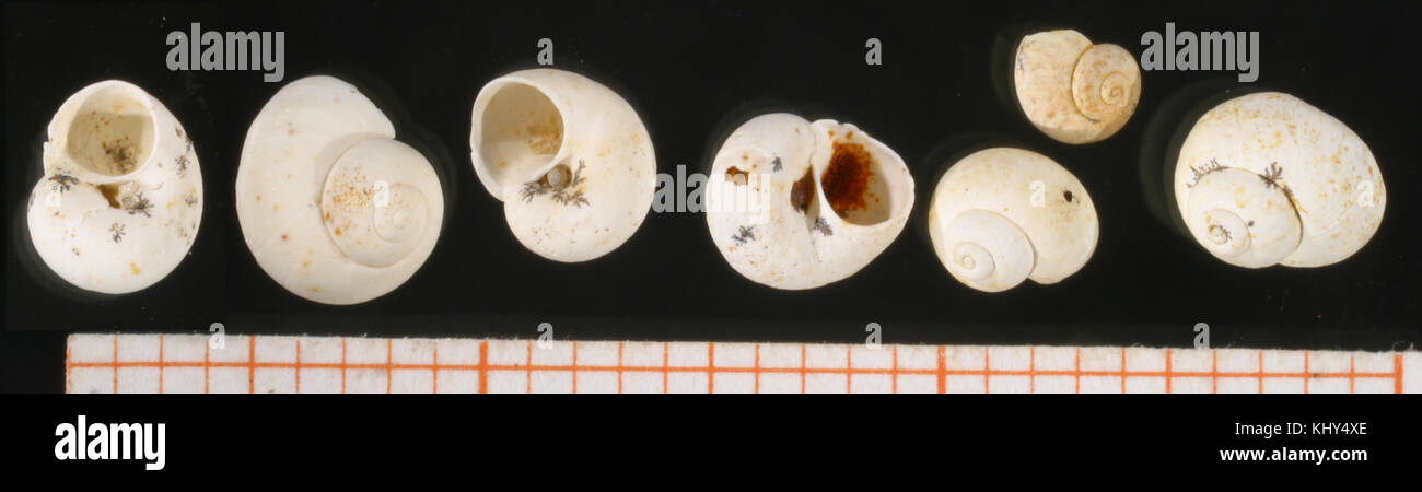 Borysthenia naticina shell Stock Photo - Alamy