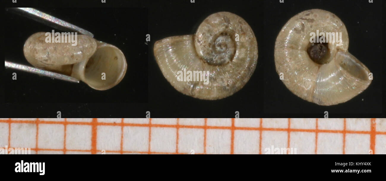 Valvata sibirica shell Stock Photo - Alamy