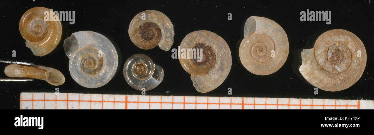 Gyraulus chinensis shell Stock Photo - Alamy