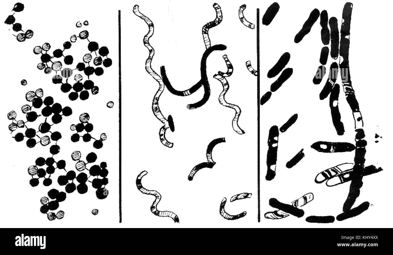 Vital microorganisms hi-res stock photography and images - Alamy