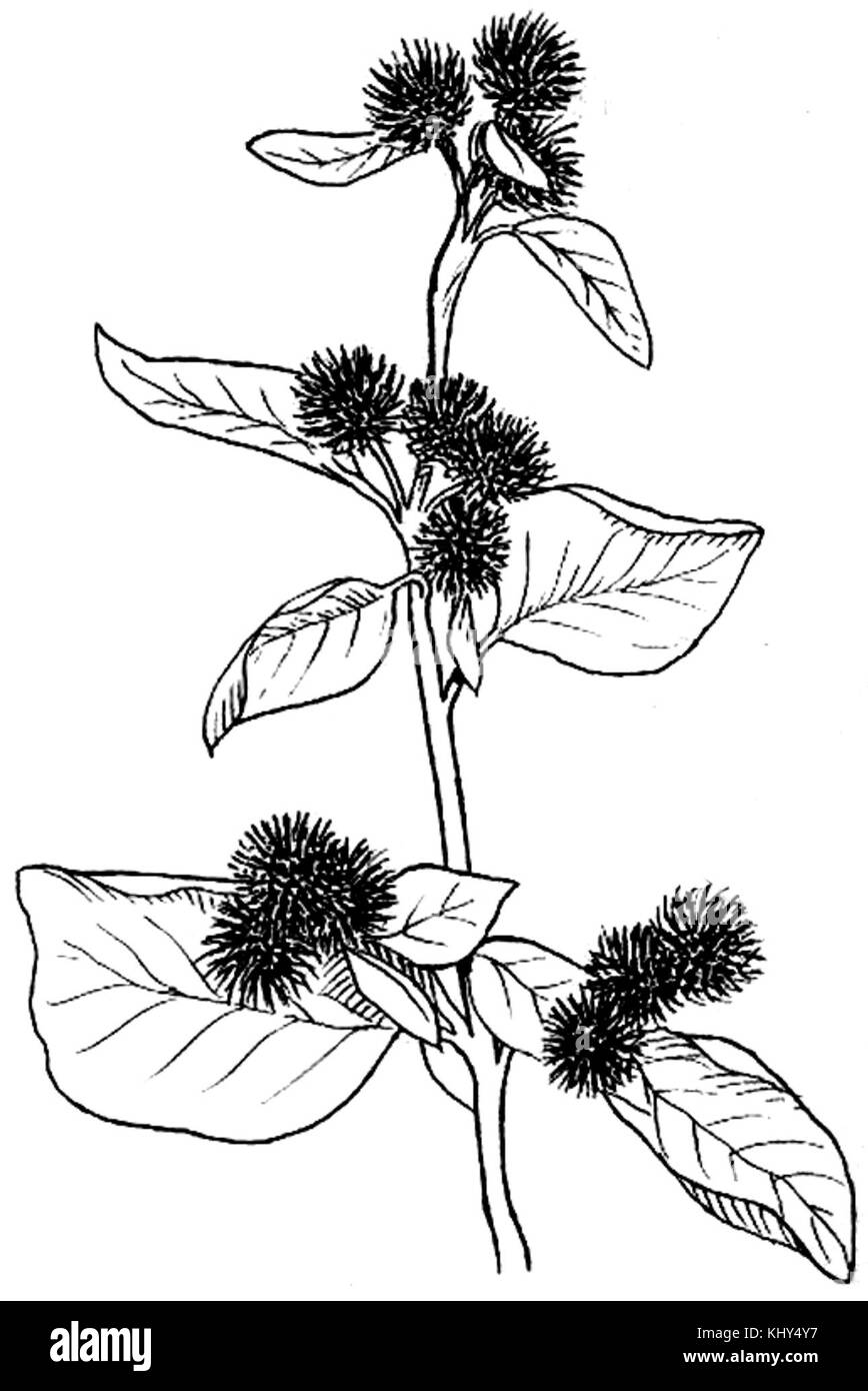 Burdock species hi-res stock photography and images - Alamy