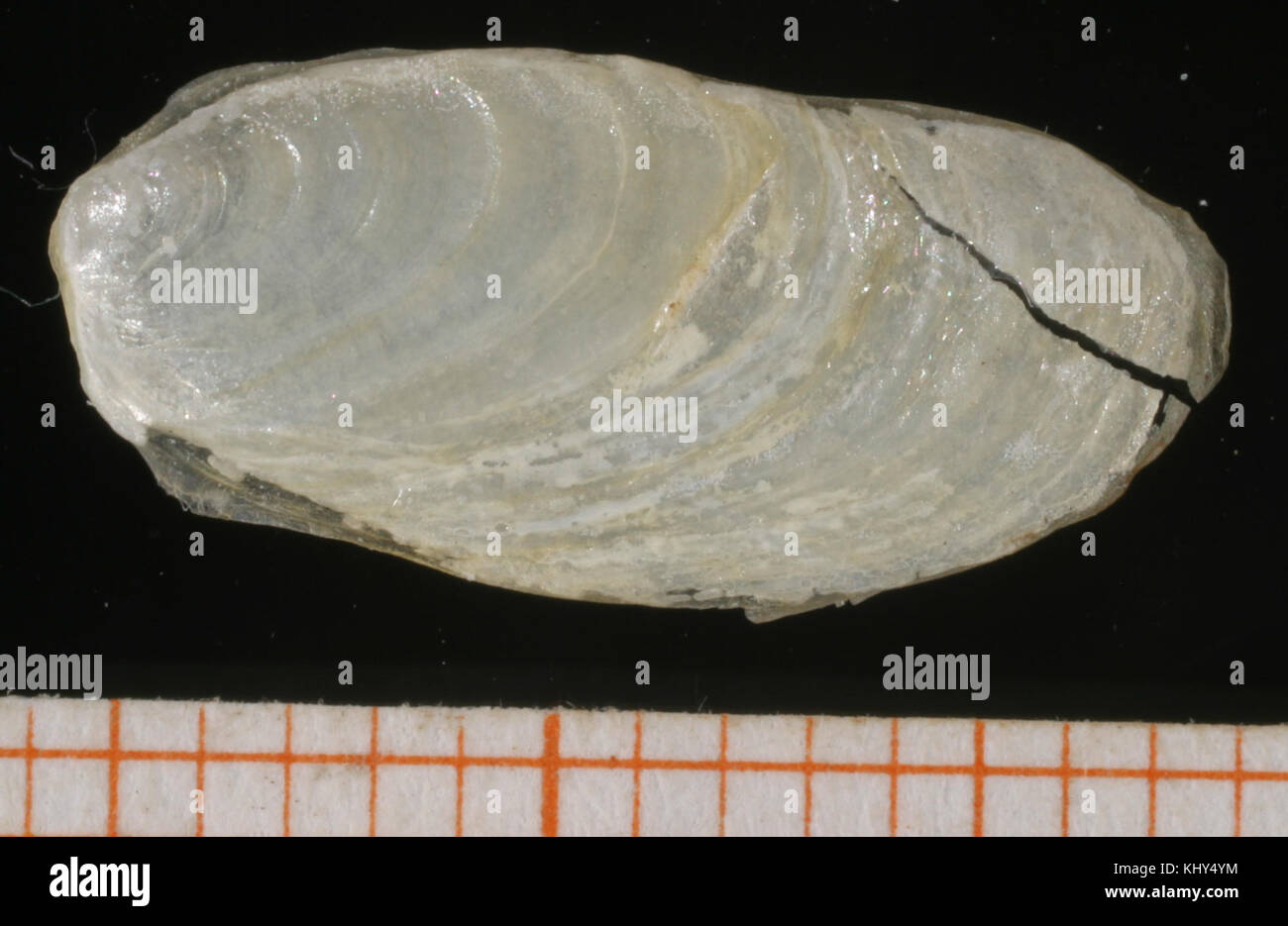 Limax maximus shell Stock Photo - Alamy