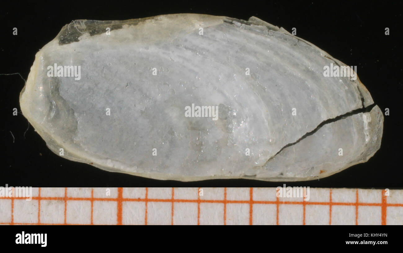 Limax maximus shell 2 Stock Photo - Alamy