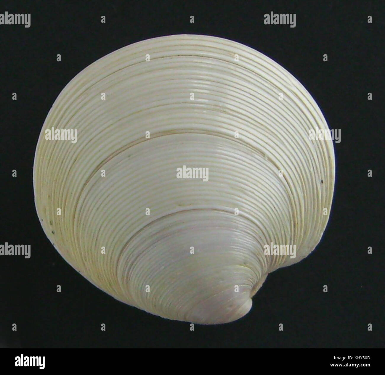 Dosinia hi-res stock photography and images - Alamy