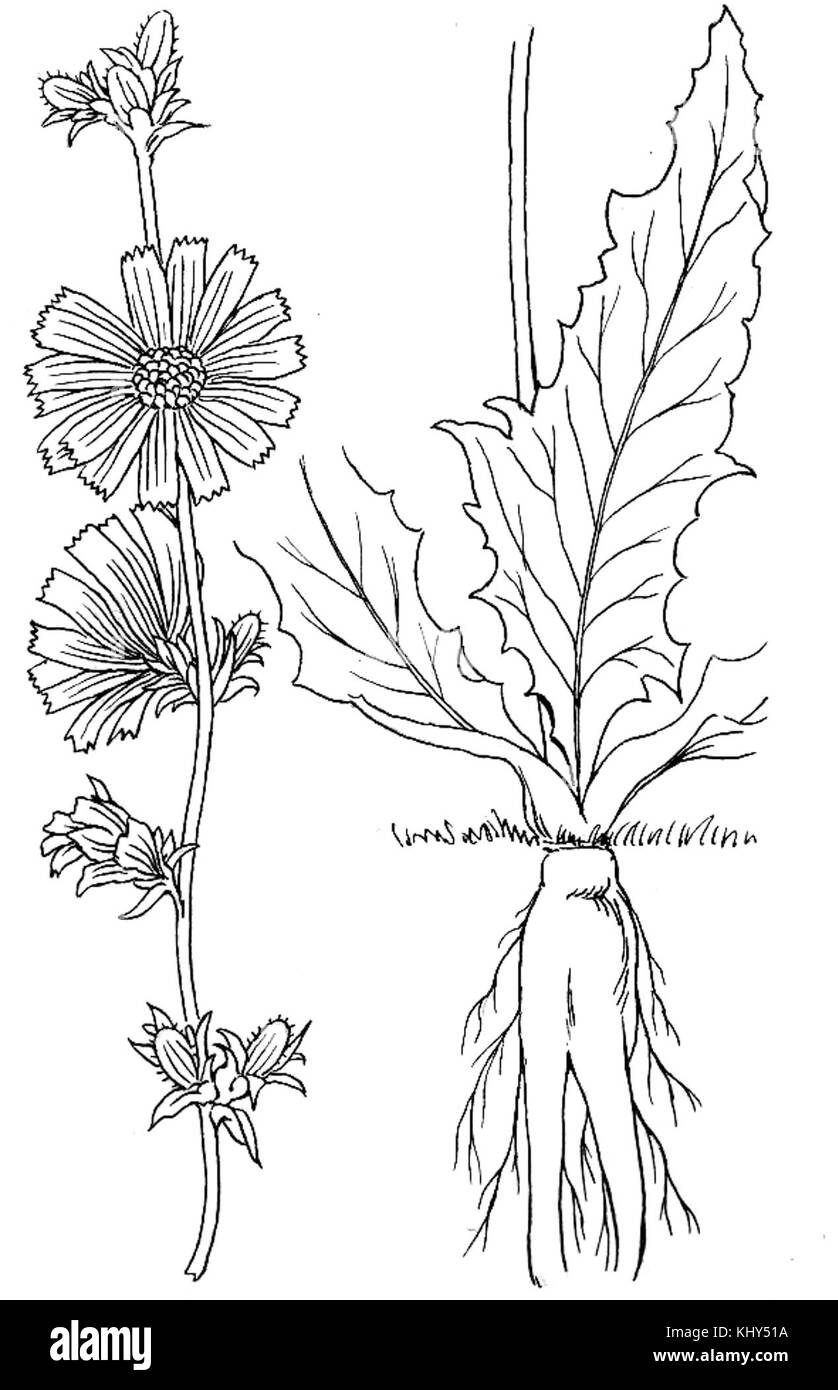 Chicory Black and White Stock Photos & Images - Alamy