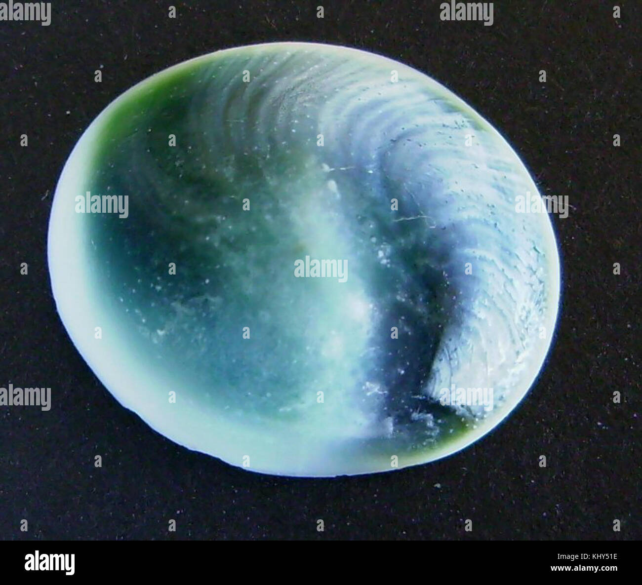 Turbo smaragdus operculum (catseye Stock Photo - Alamy