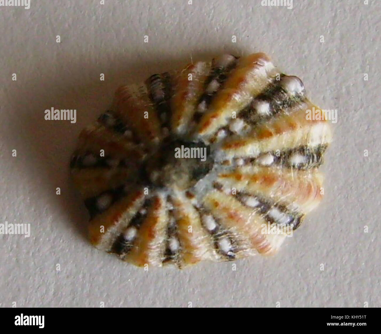 Cellana hi-res stock photography and images - Alamy