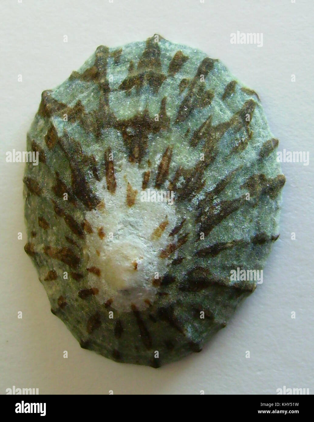 Cellana radians hi-res stock photography and images - Alamy