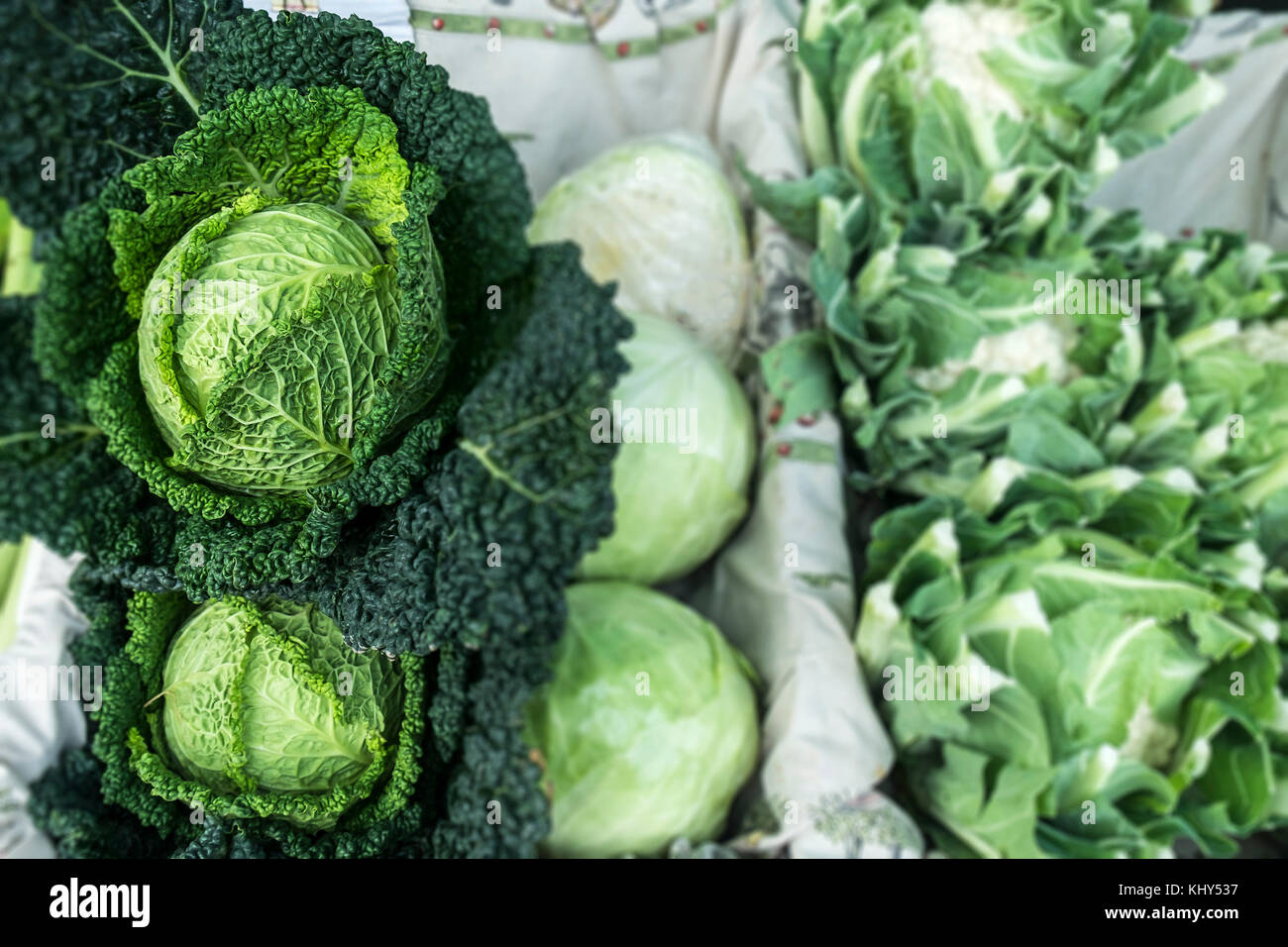 Cabbages hi-res stock photography and images - Alamy