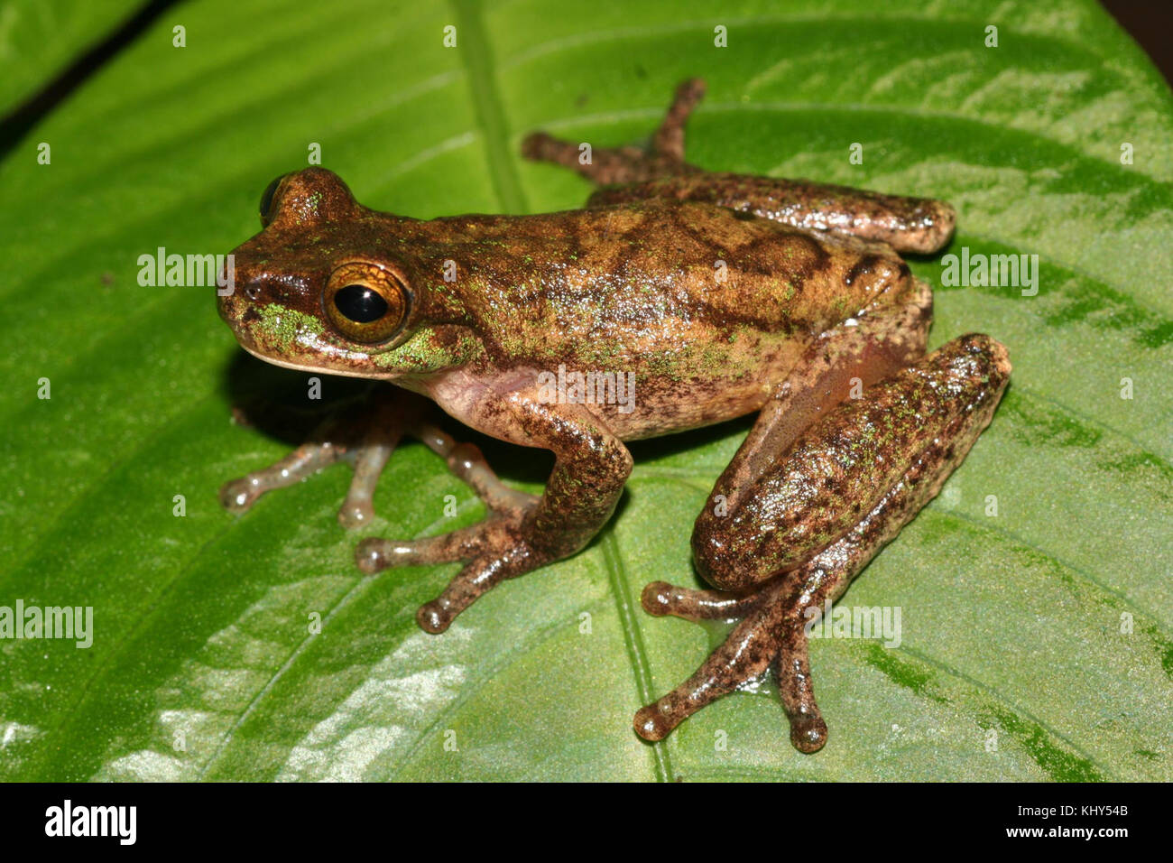 Isthmohyla rivularis hi-res stock photography and images - Alamy
