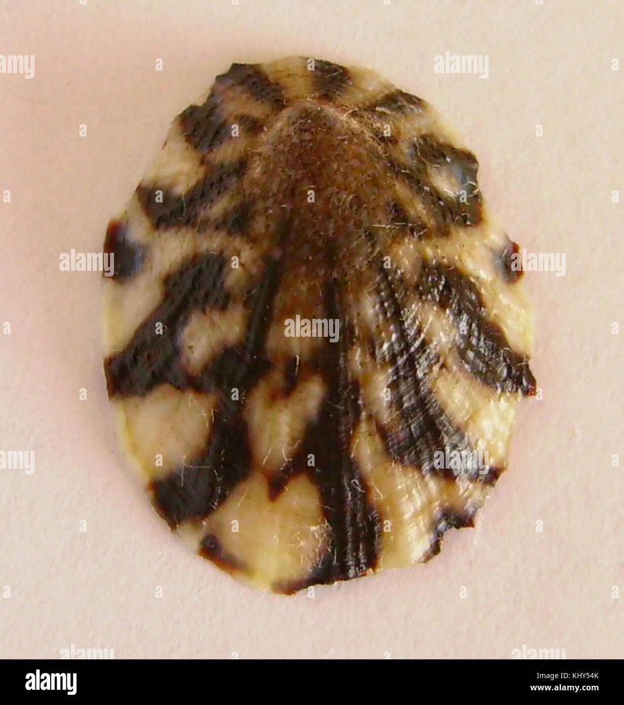 Cellana radians 2 Stock Photo - Alamy