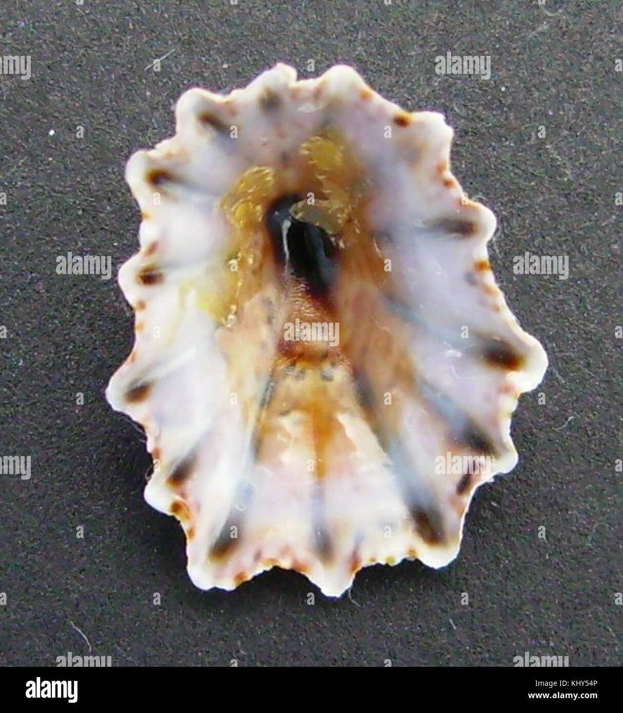 Patelloida corticata (inside Stock Photo - Alamy