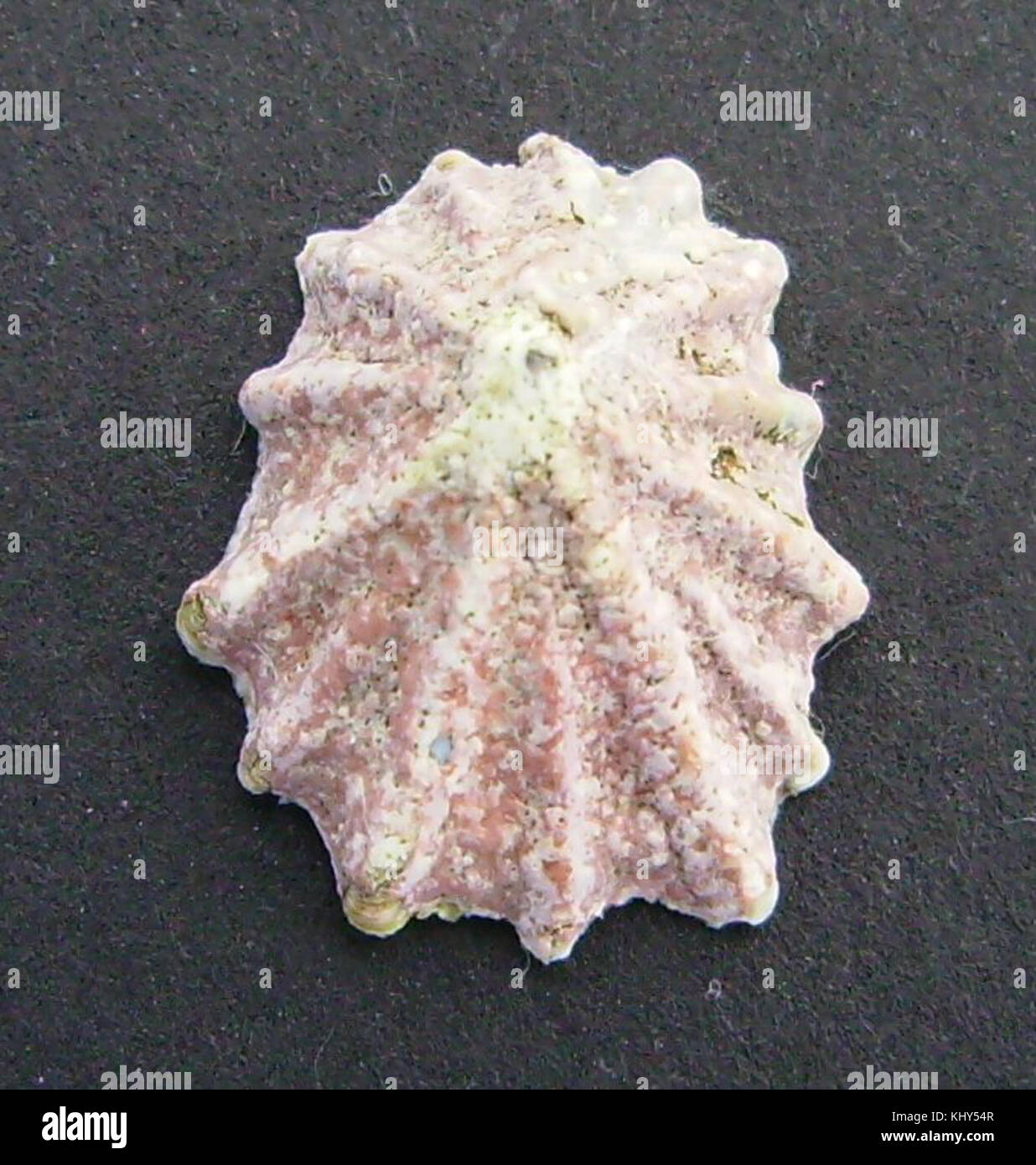 Corticata hi-res stock photography and images - Alamy