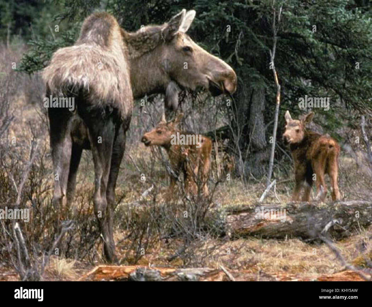 Cow moose with her two calves Stock Photo - Alamy