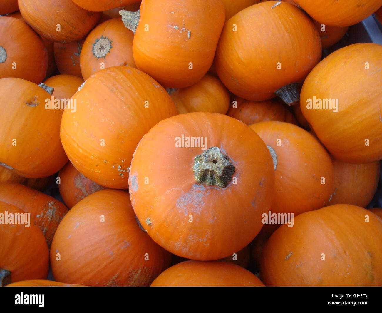 Seasonal market display pumpkins hi-res stock photography and images ...