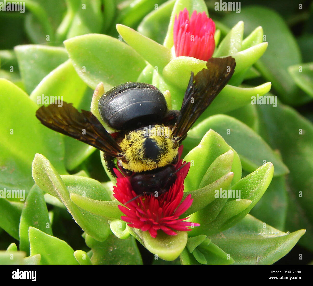 Xylocopa carpenter bee hi-res stock photography and images - Alamy