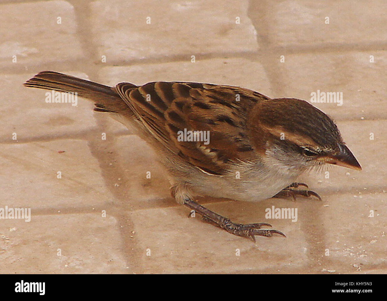 Passer iagoensis hi-res stock photography and images - Alamy
