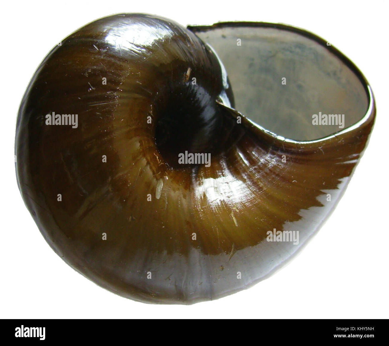 Paryphanta busbyi hi-res stock photography and images - Alamy