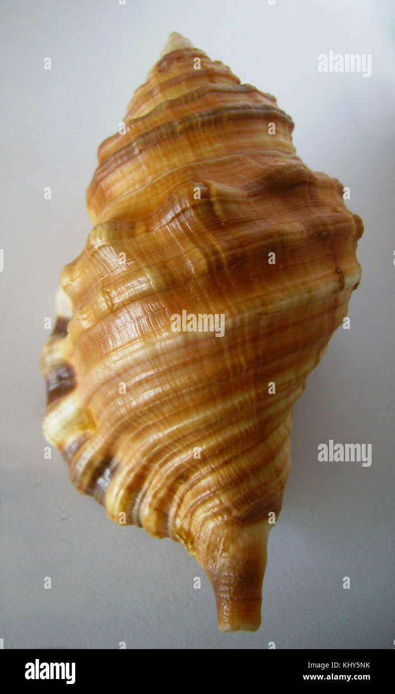 Cymatium High Resolution Stock Photography and Images - Alamy