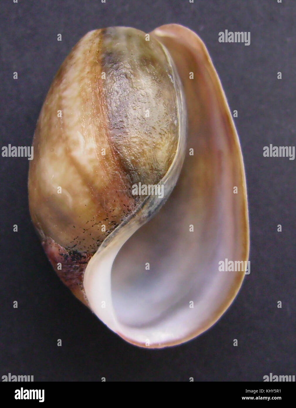 A scientific illustration of the underside of Bulla quoyii, a species ...