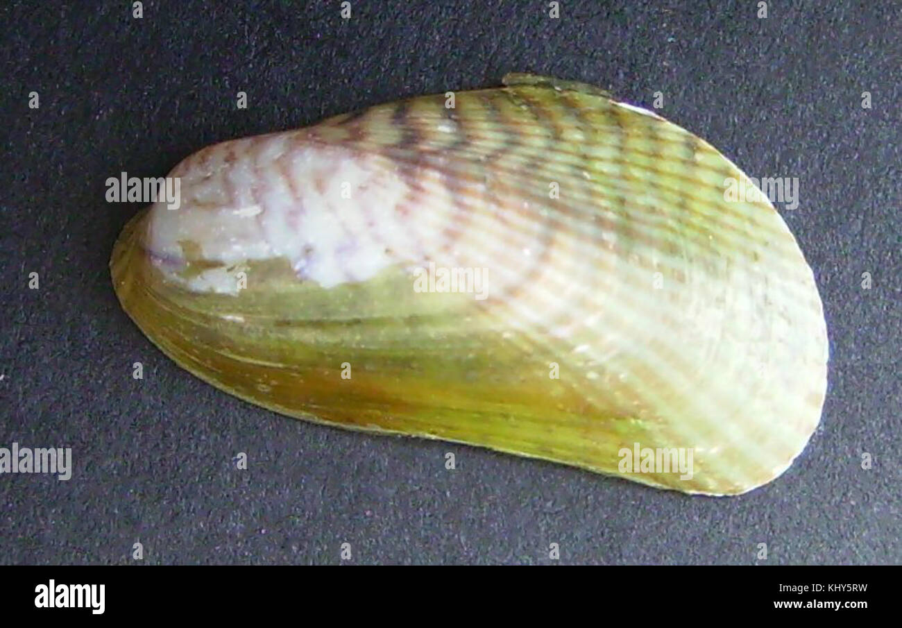 Musculista senhousia (Asian mussel Stock Photo - Alamy