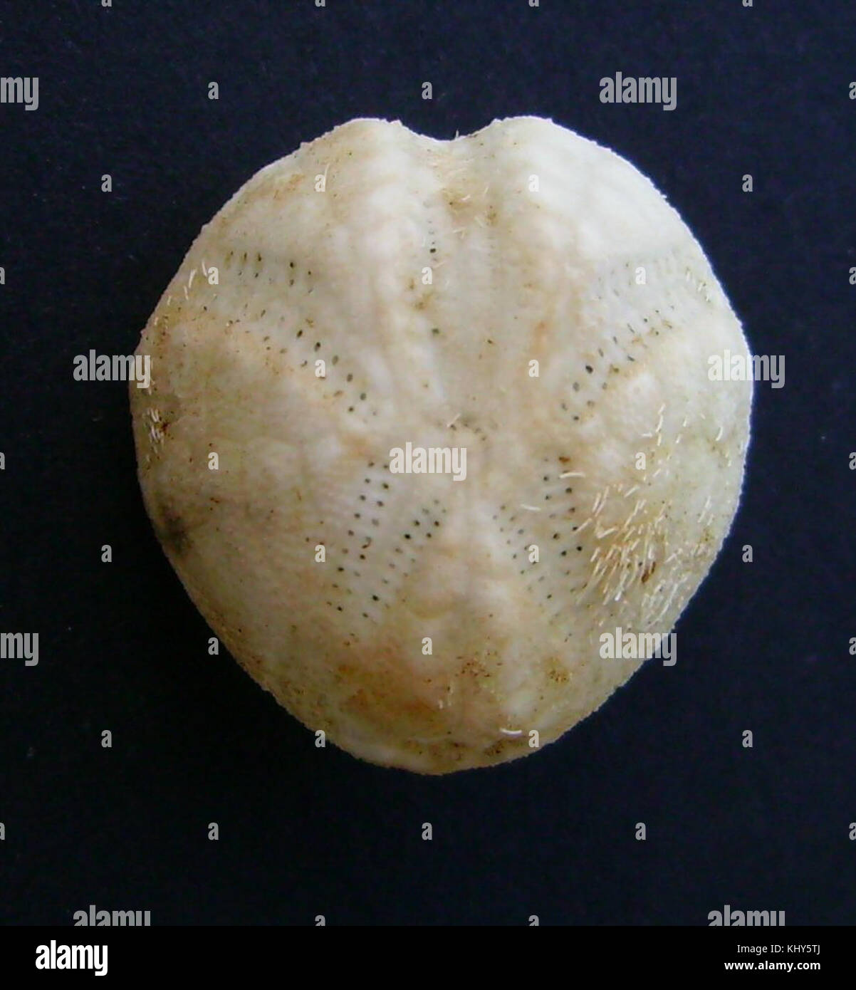 Echinocardium hi-res stock photography and images - Alamy