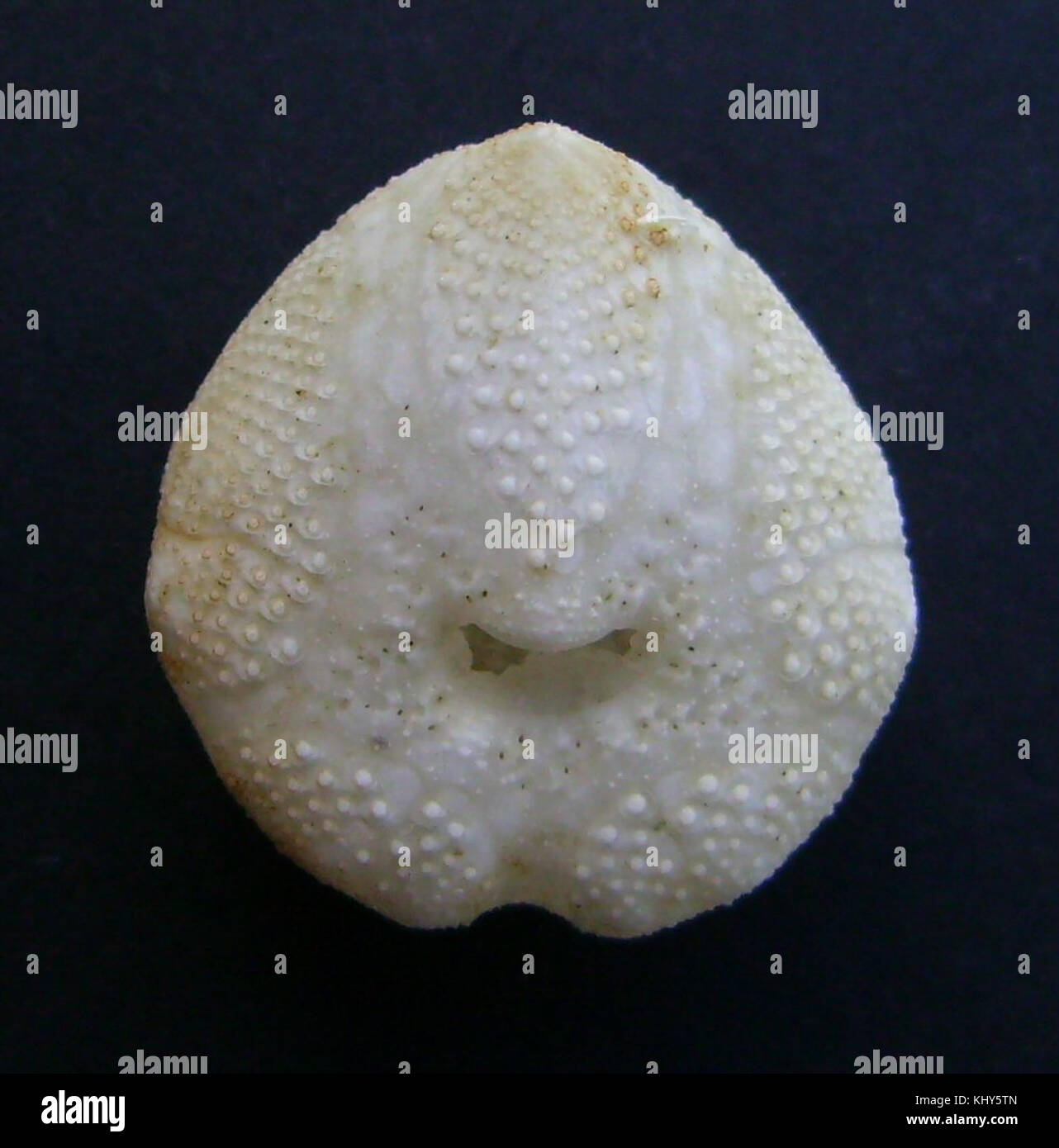 Echinocardium hi-res stock photography and images - Alamy