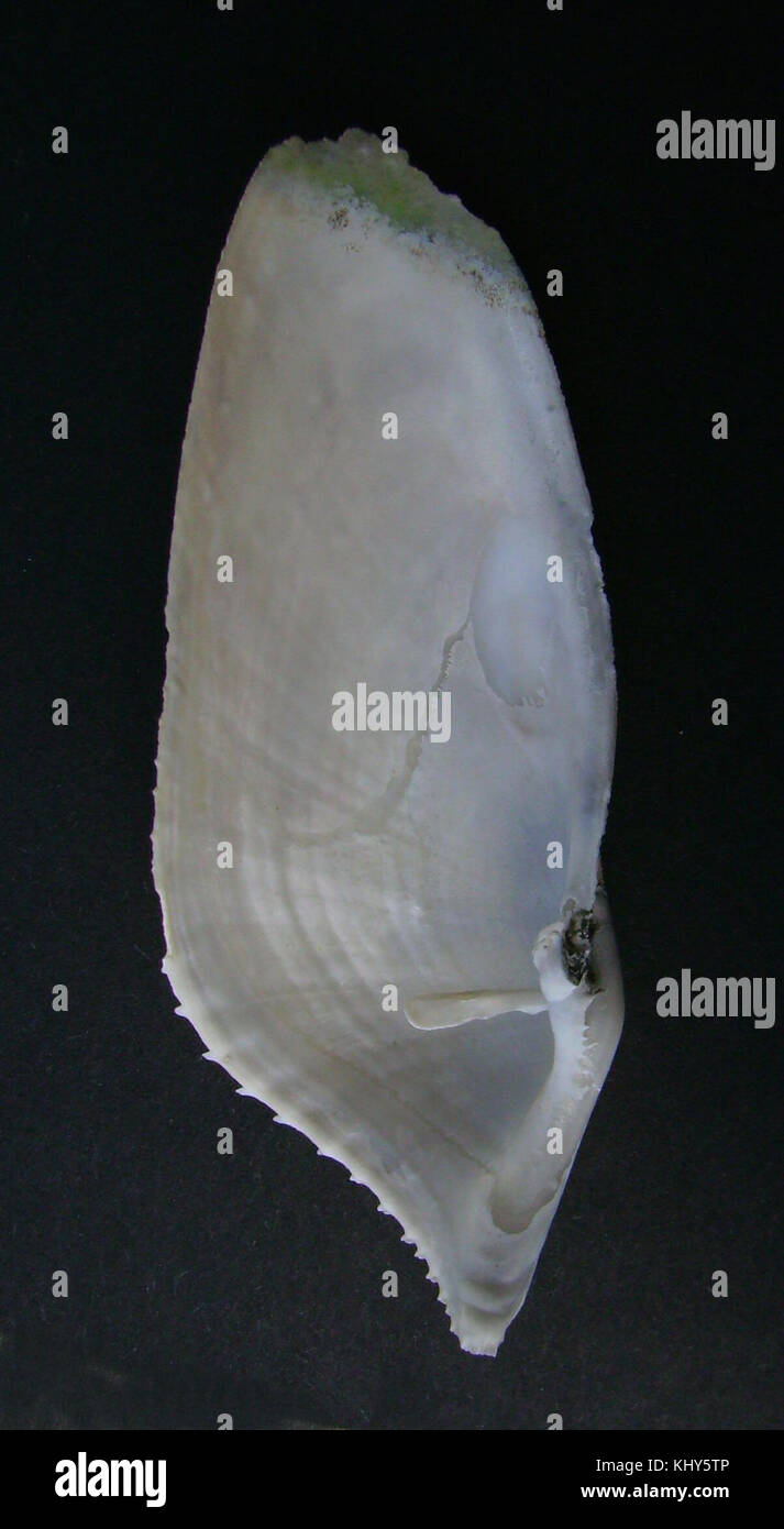 Barnea similis (inside Stock Photo - Alamy