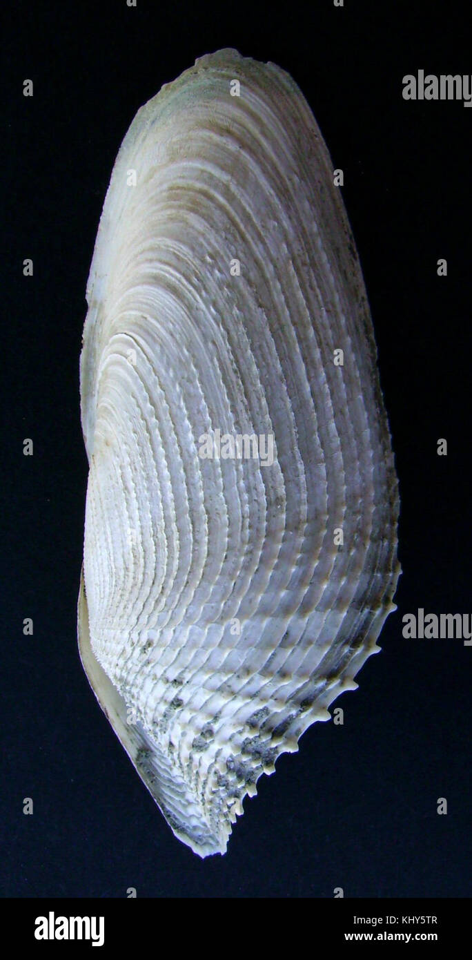 Barnea similis hi-res stock photography and images - Alamy