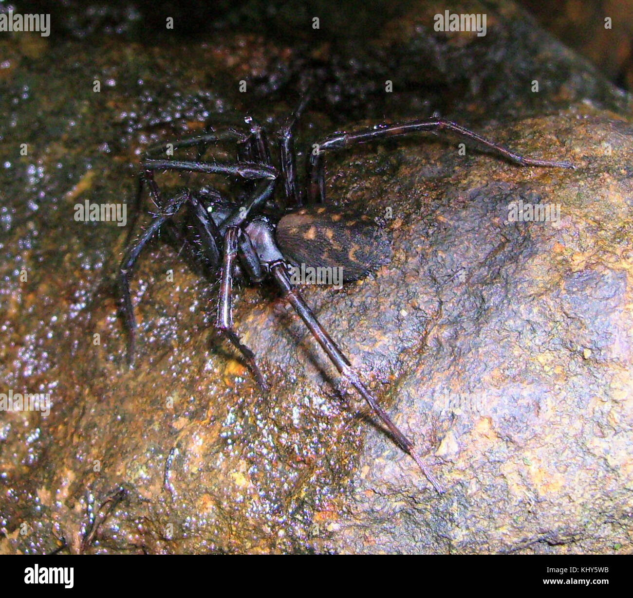 Hexathele hochstetteri, banded tunnelweb spider Stock Photo - Alamy