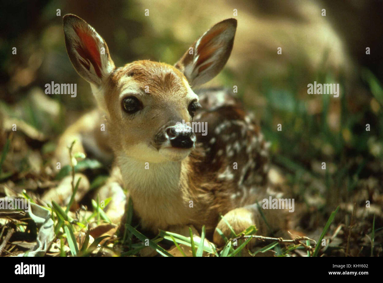 Cute deer fawn Stock Photo - Alamy