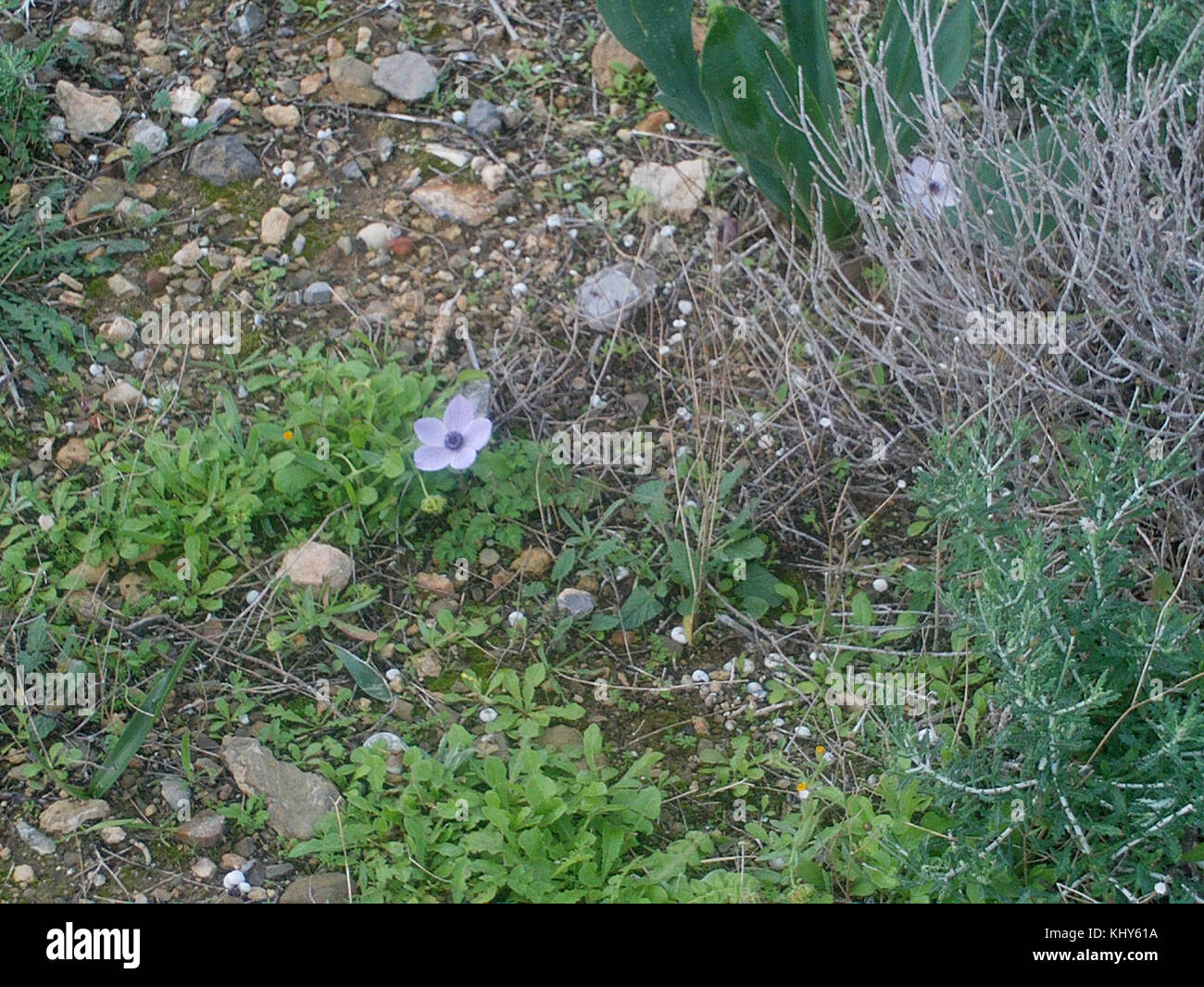 Flowering land hi-res stock photography and images - Alamy