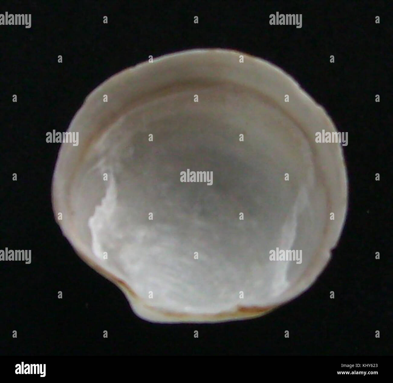 This image depicts the interior of a Diplodonta globus, a type of ...