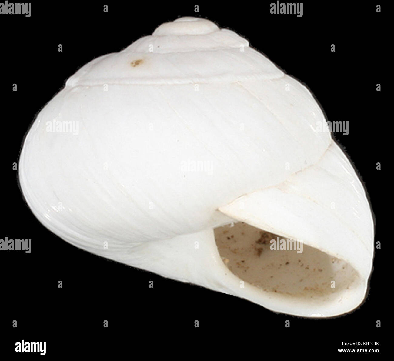 Sphincterochila baetica shell Stock Photo - Alamy