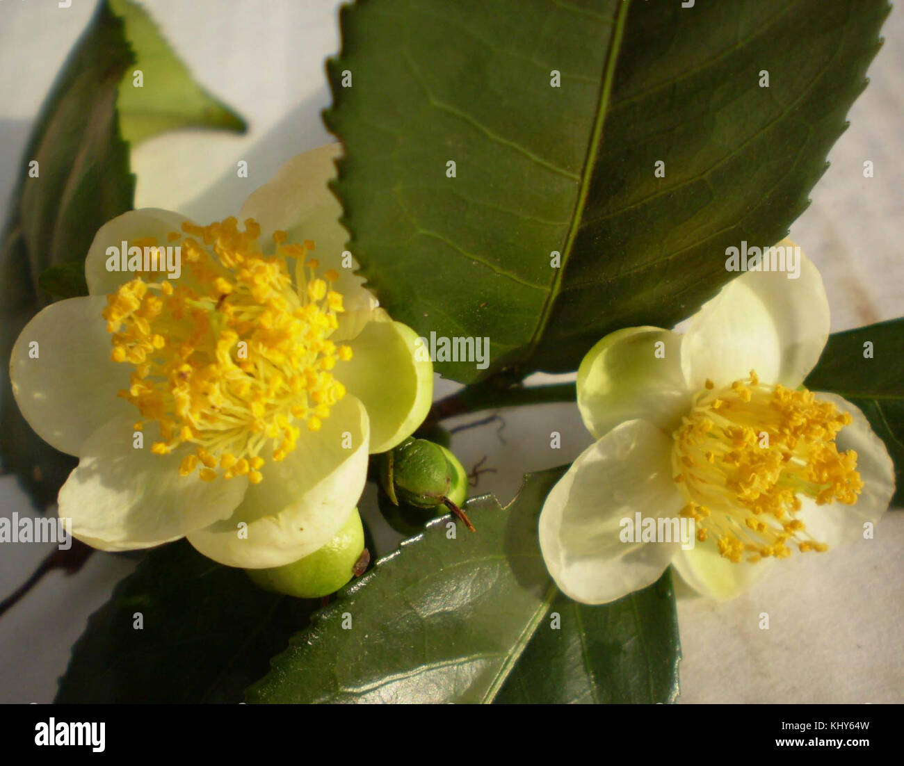 Camellia sinensis flower Stock Photo - Alamy