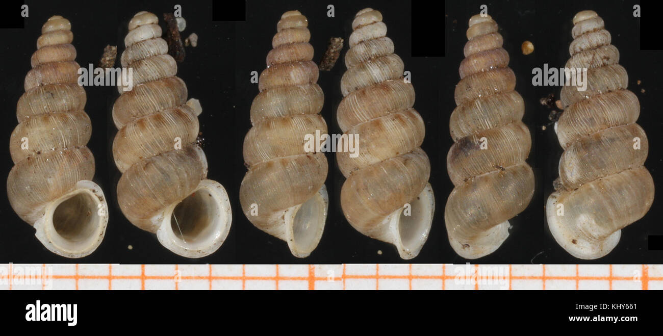 Cochlostoma hi-res stock photography and images - Alamy