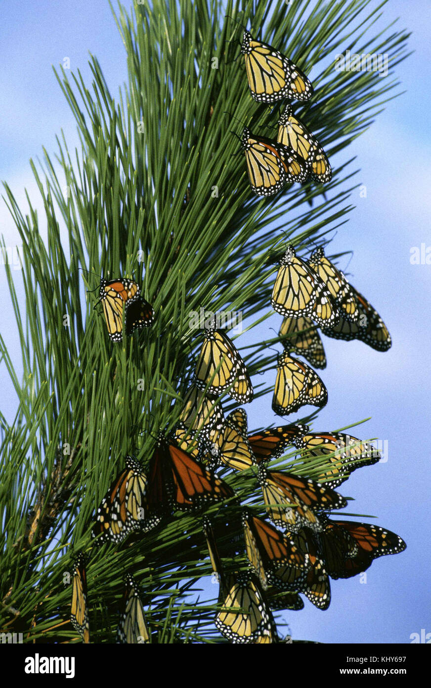 Danus hi-res stock photography and images - Alamy