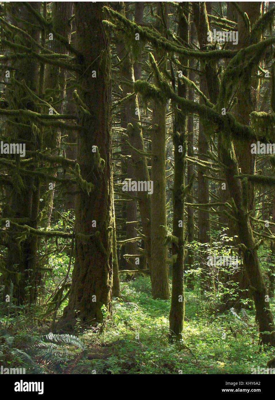 Dark forest scenic Stock Photo - Alamy