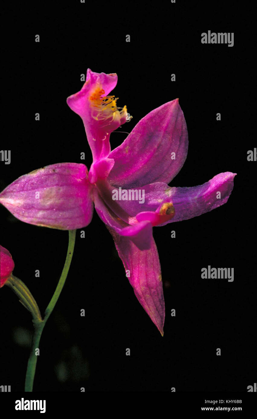 Calopogon hi-res stock photography and images - Alamy